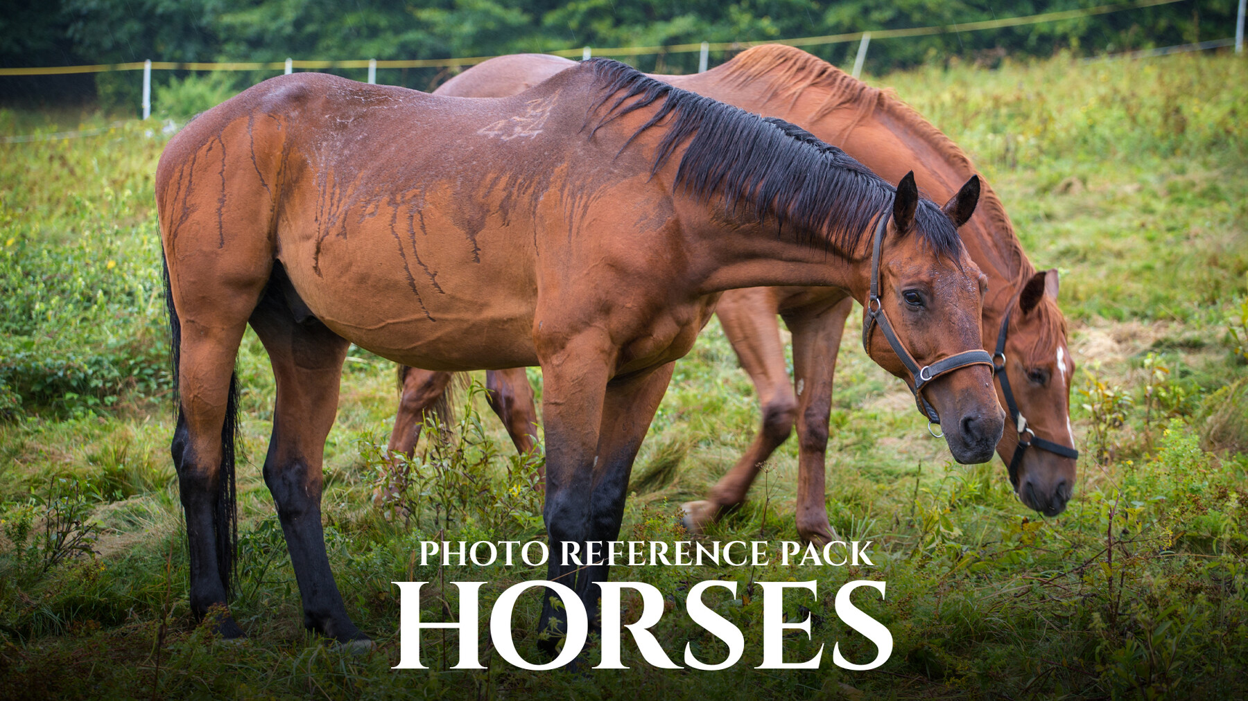 ArtStation - Horses - Reference Photo Pack For Artists 397 JPEGs noAI ...