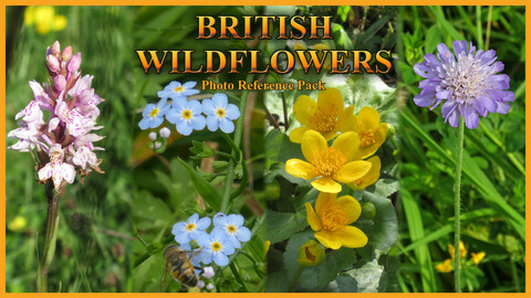 ArtStation - British Insects and Minibeasts Photo Reference Pack ...