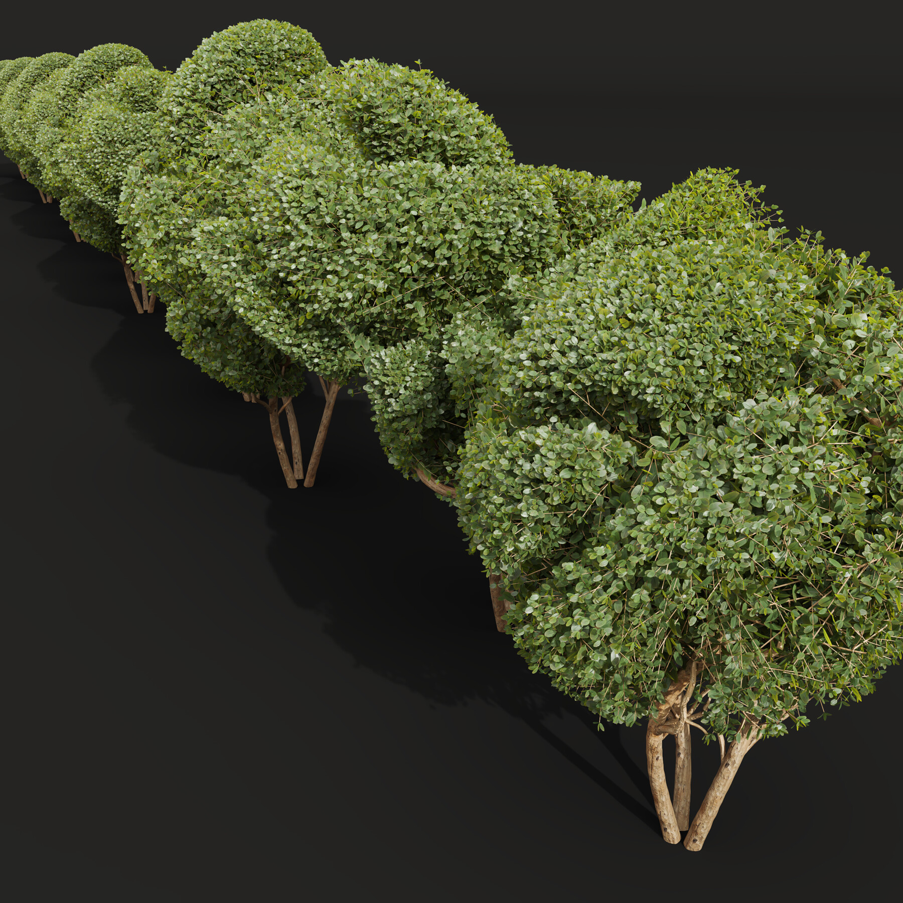 ArtStation - New Plant Ficus Concinna Bonsai Pruned15 | Resources