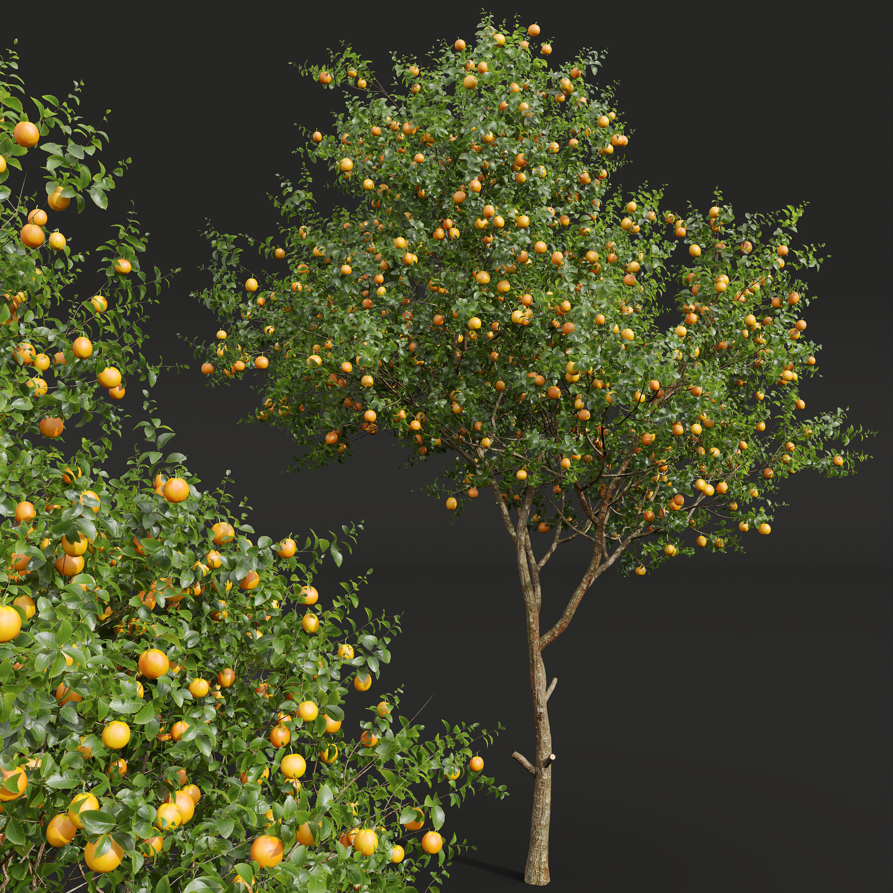 ArtStation - Citrus Sinensis Orange Arancio and Punica Granatum Pomegranate | Resources