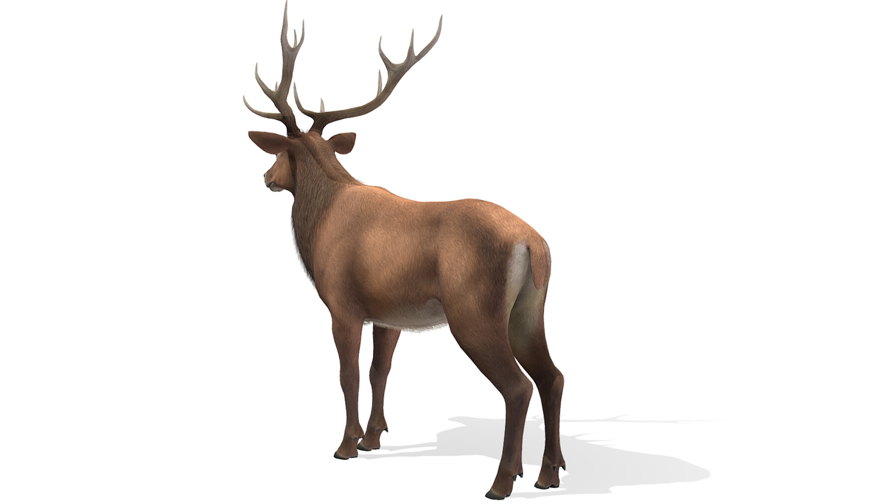 ArtStation - Red Deer stag | Game Assets