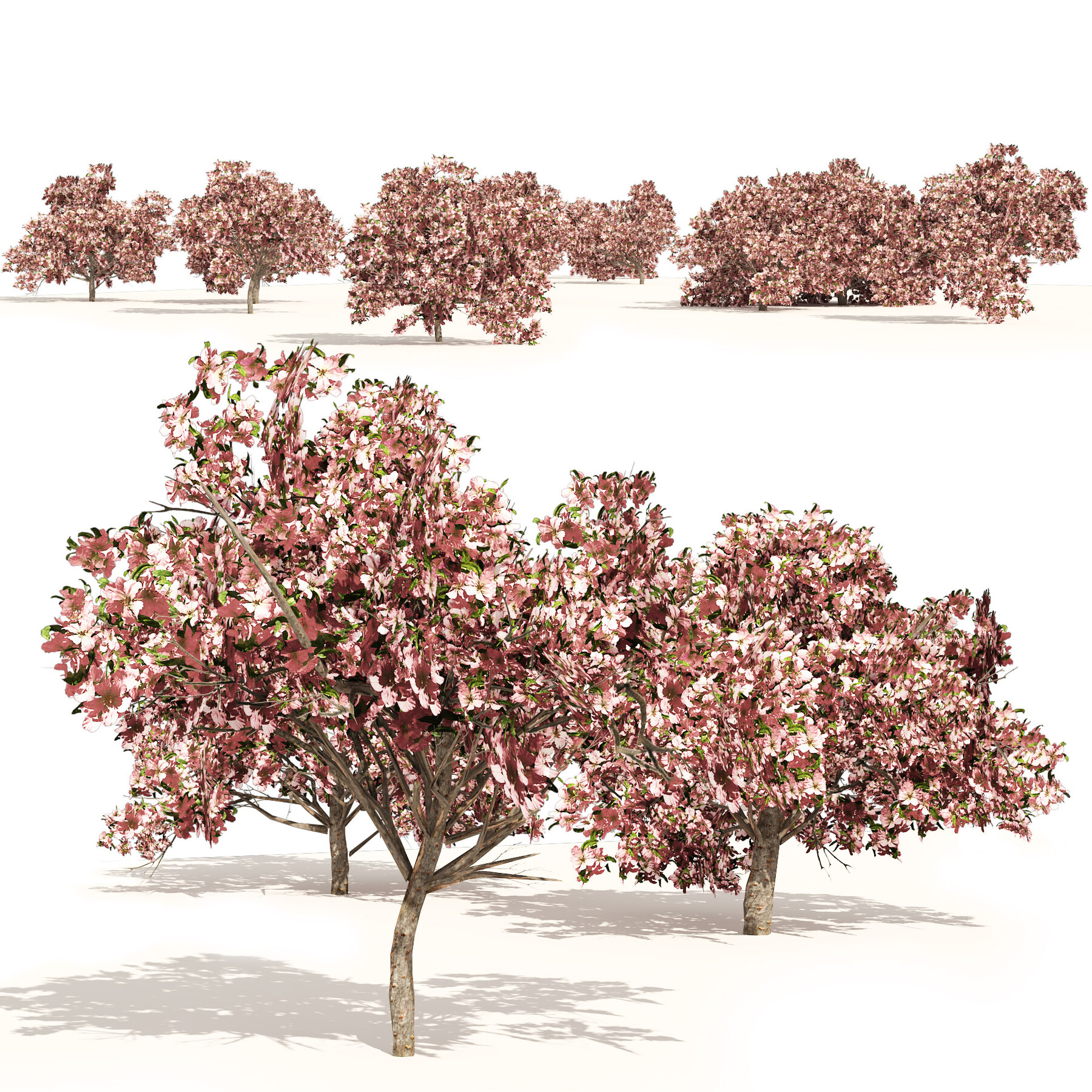 ArtStation - Pink Prunus Flowering Peach Trees | Resources