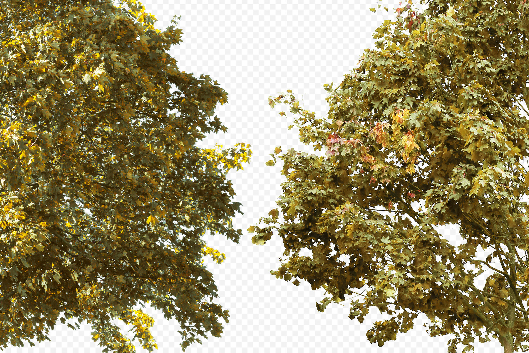ArtStation - 100 Autumn trees isolated PNG transparent, Digital tree ...