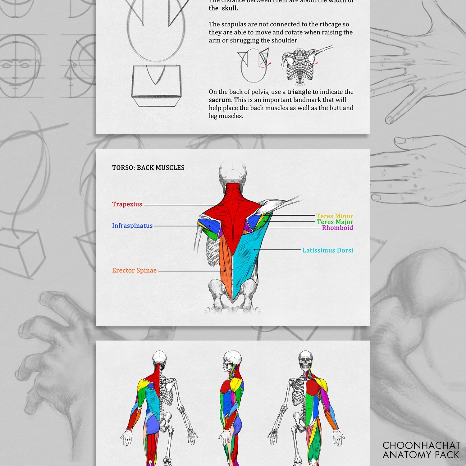 Artstation Choonhachat Anatomy Pack Basic Anatomy Every Artist