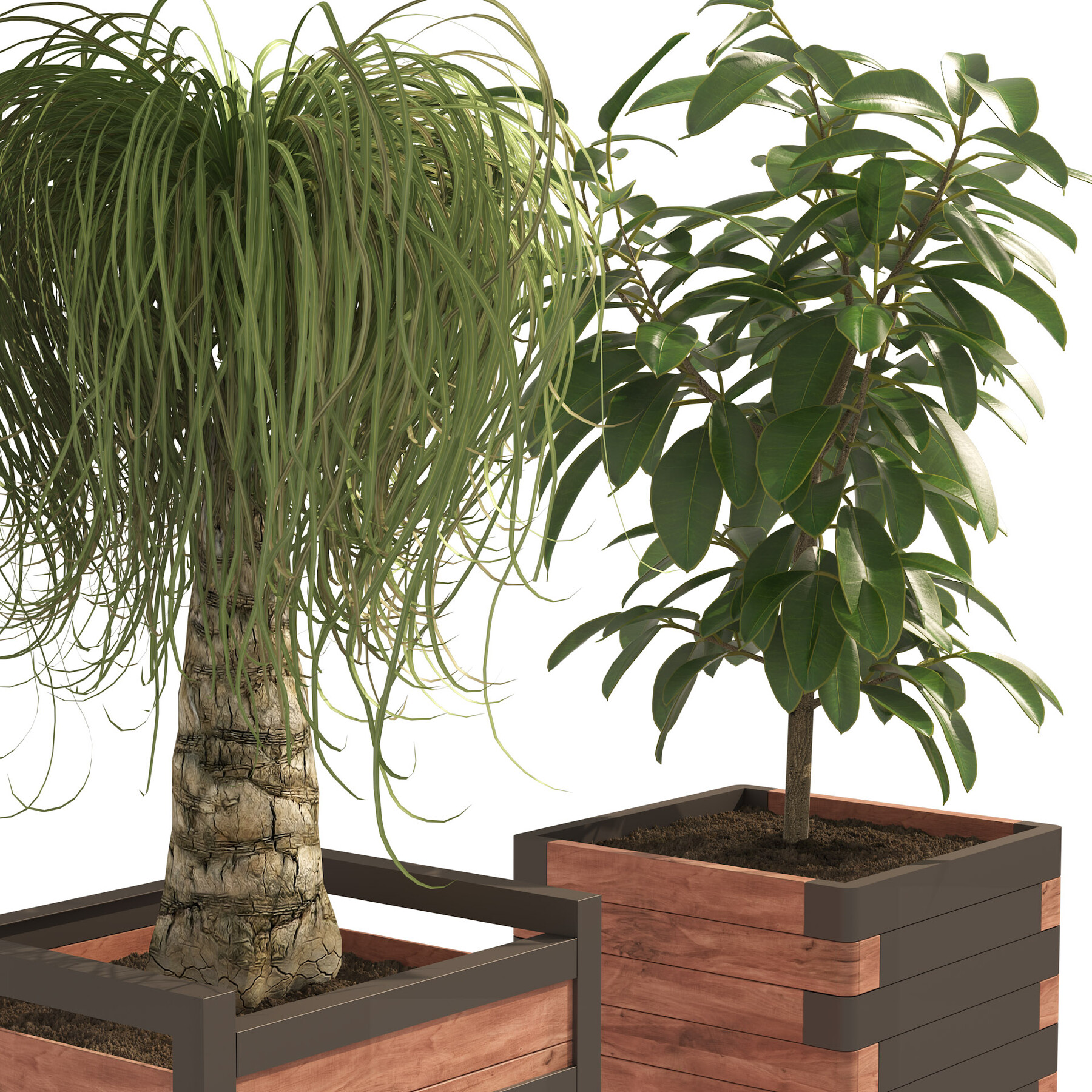 ArtStation - Rubber fig and ponytail palm planters | Resources