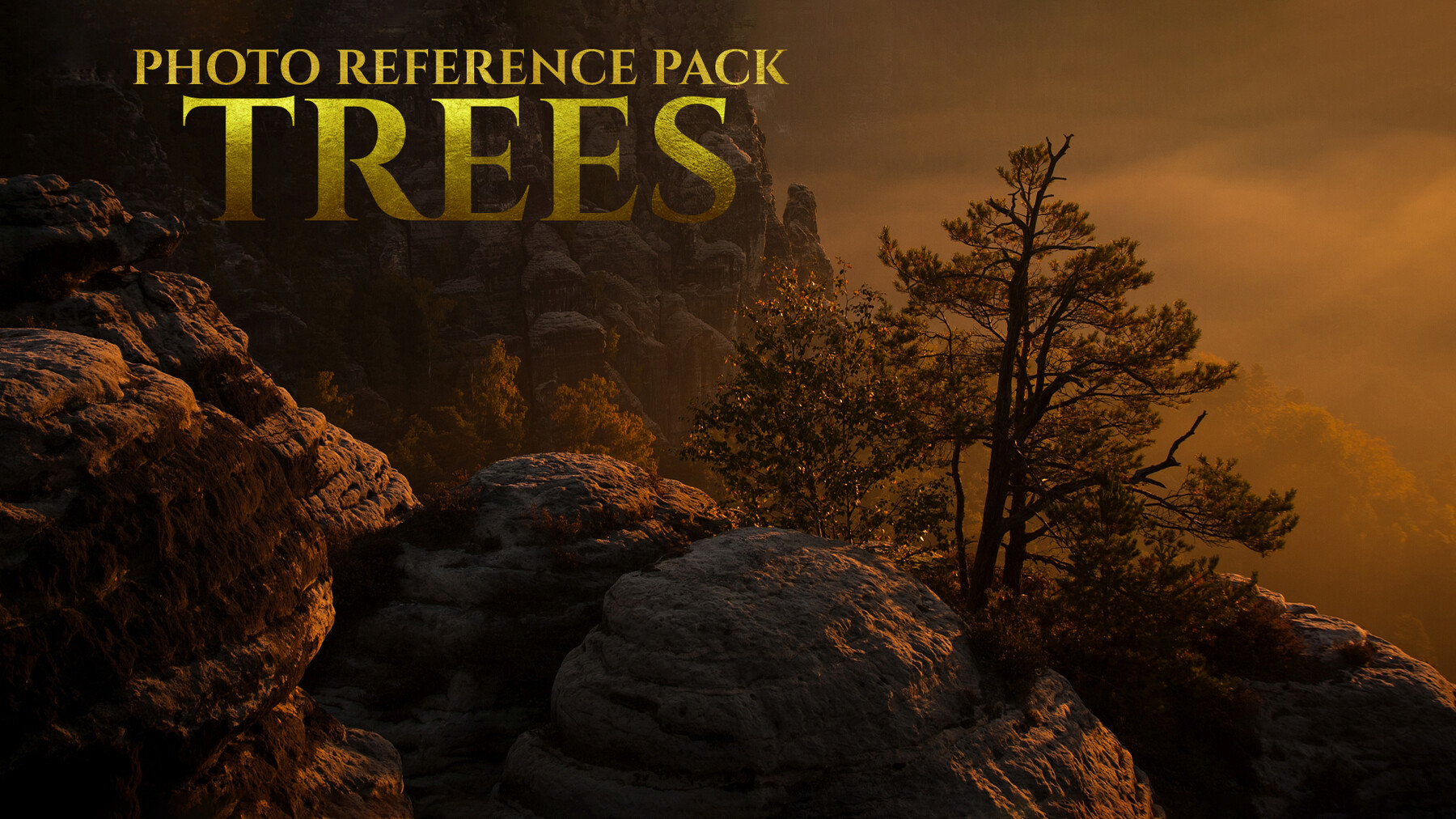 ArtStation - Trees- Photo Reference Pack- 427 JPEGs noAI | Resources