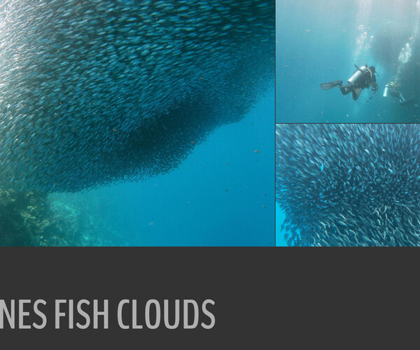 ArtStation - 220 photos of Sardines Fish Clouds | Resources