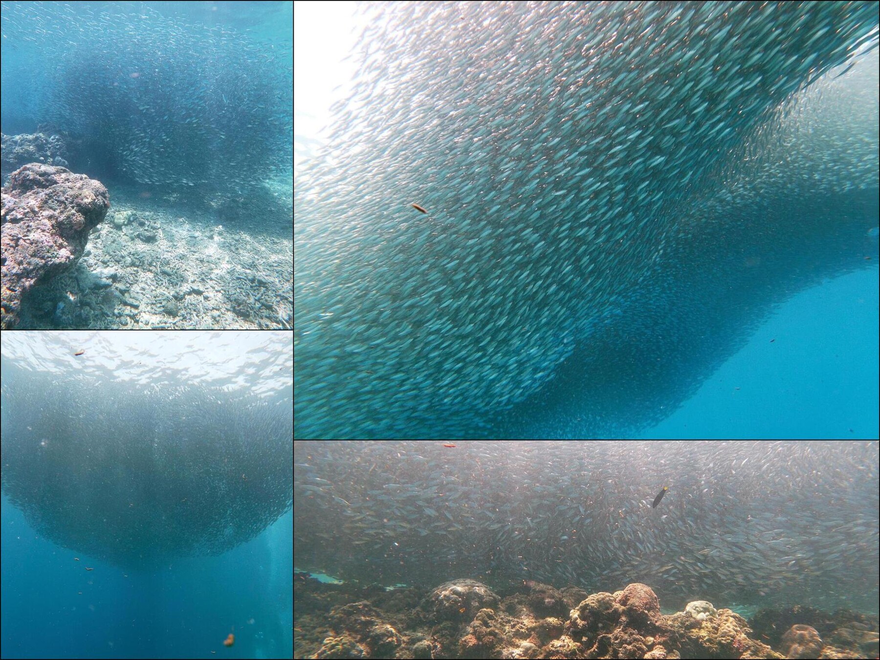 ArtStation - 220 photos of Sardines Fish Clouds | Resources