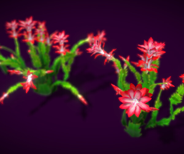 ArtStation - Flower Christmas Cactus | Game Assets