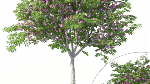 ArtStation - Tree - Cassia Javanica No 1 with pink flowers | Resources