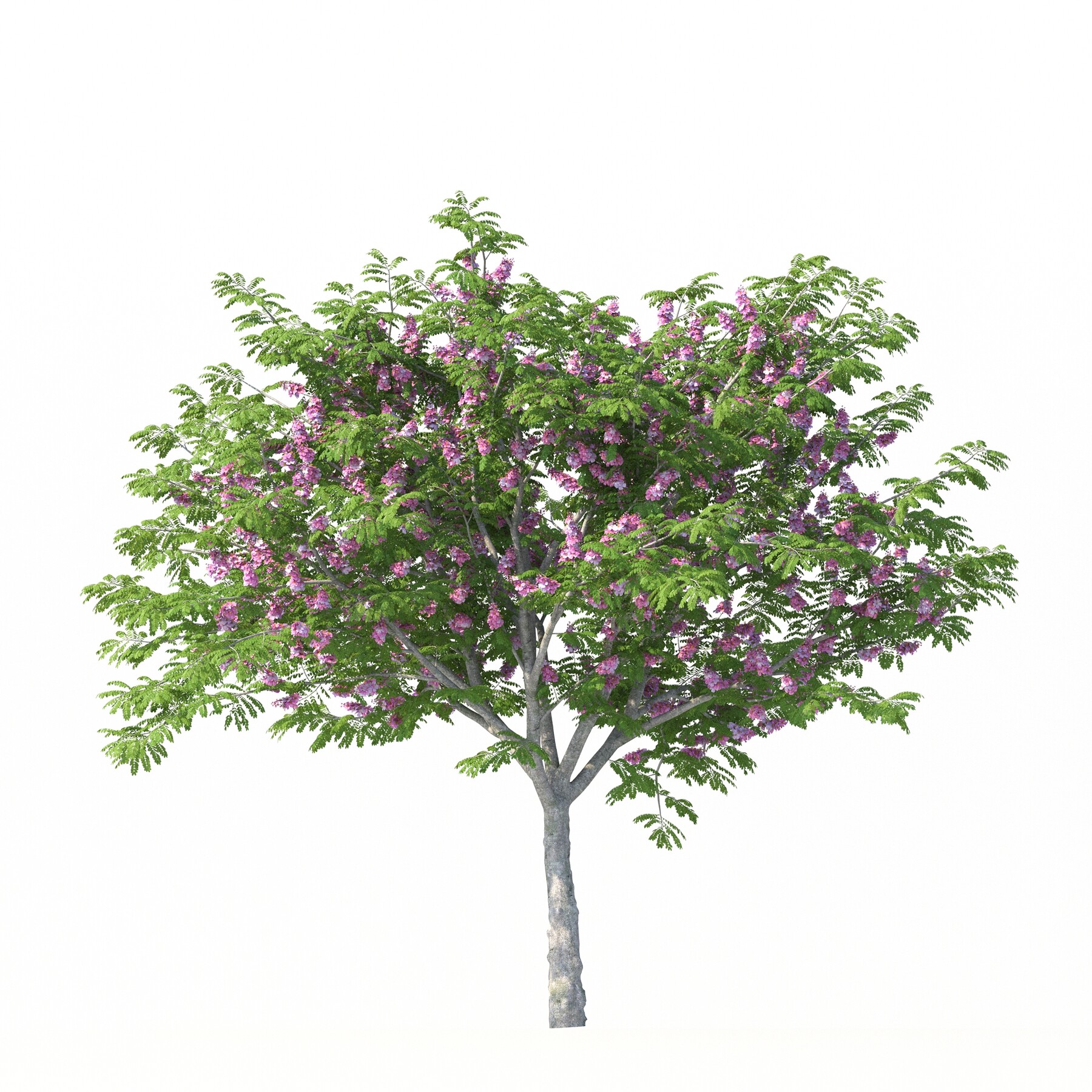 ArtStation - Tree - Cassia Javanica No 1 with pink flowers | Resources