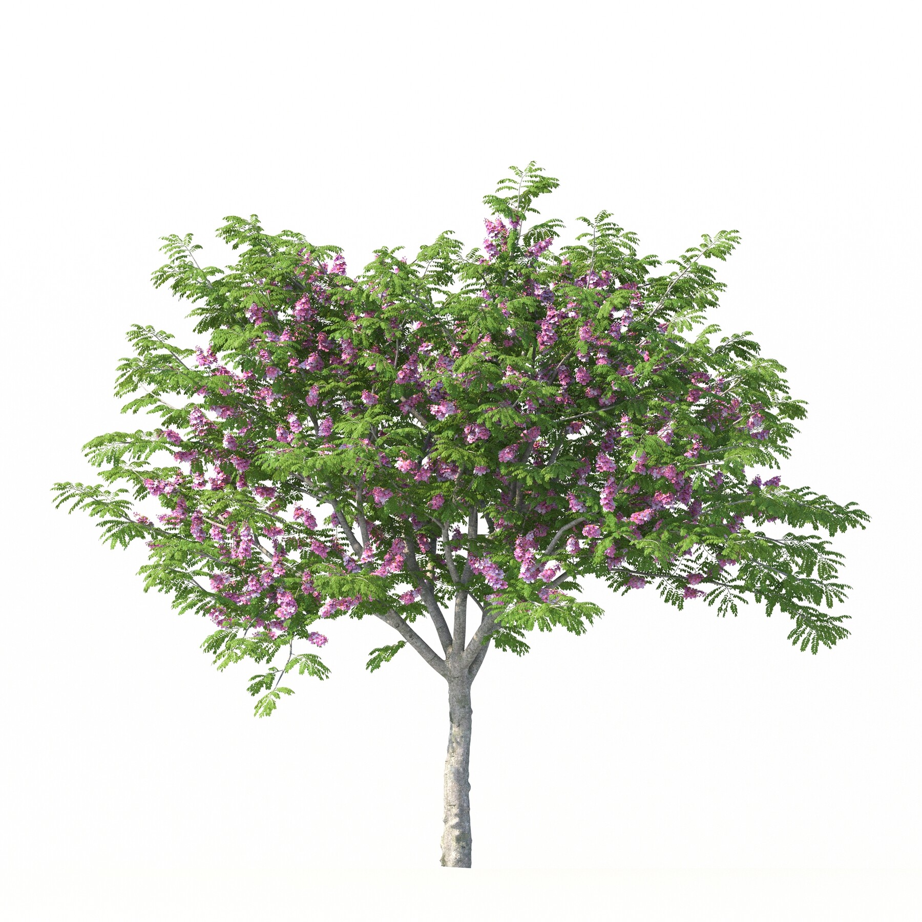 ArtStation - Tree - Cassia Javanica No 1 with pink flowers | Resources
