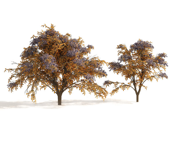 ArtStation - 2 Autumn Japanese angelica trees | Resources