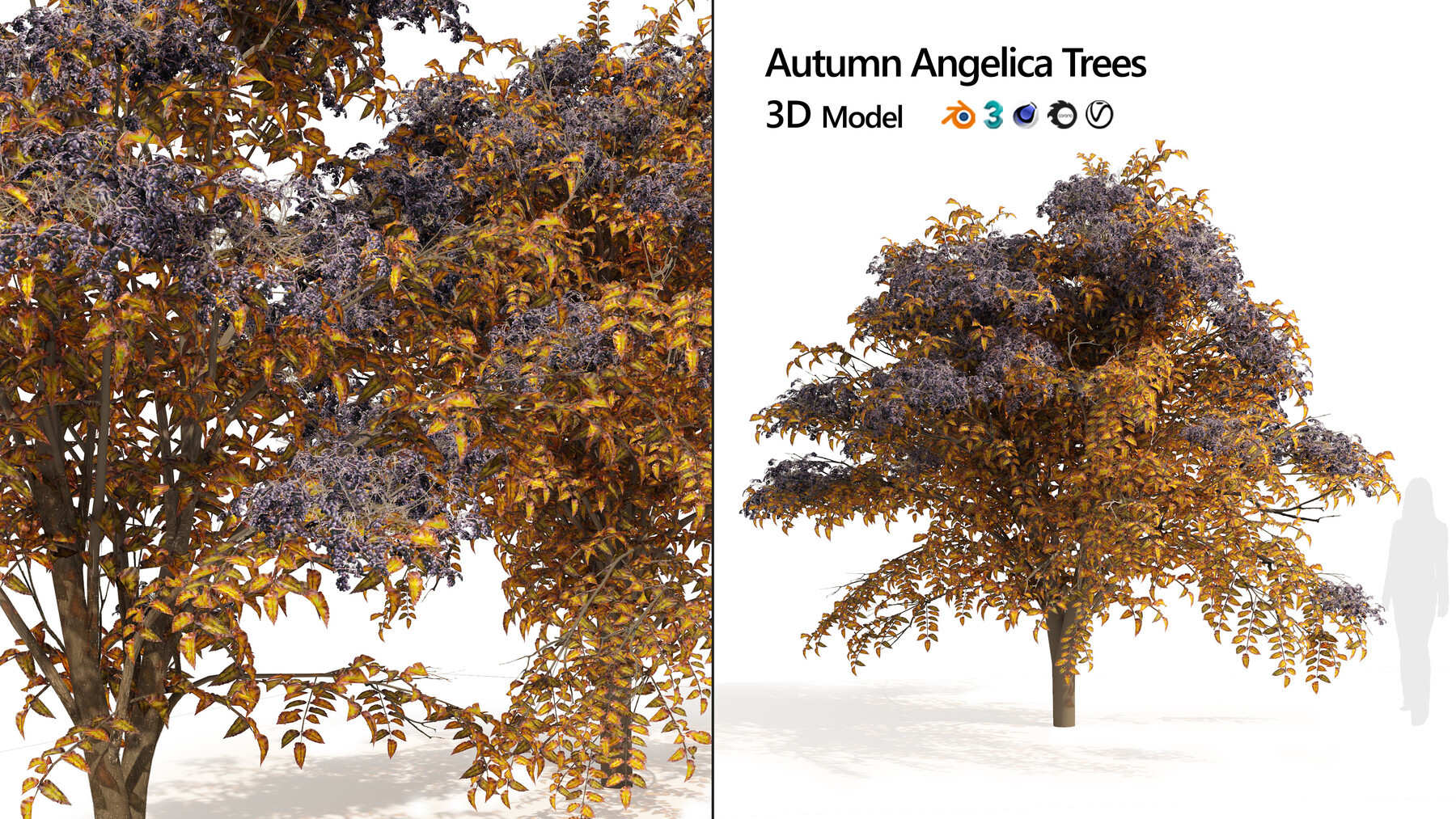 ArtStation - 2 Autumn Japanese angelica trees | Resources