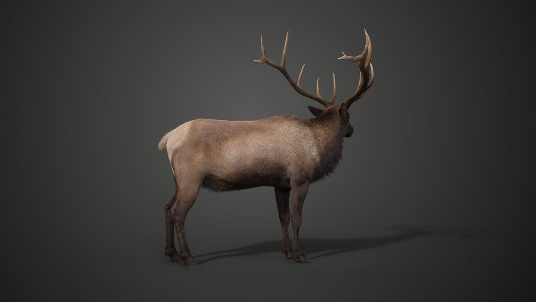 ArtStation - Male Elk Animated | VFX Grace | Game Assets