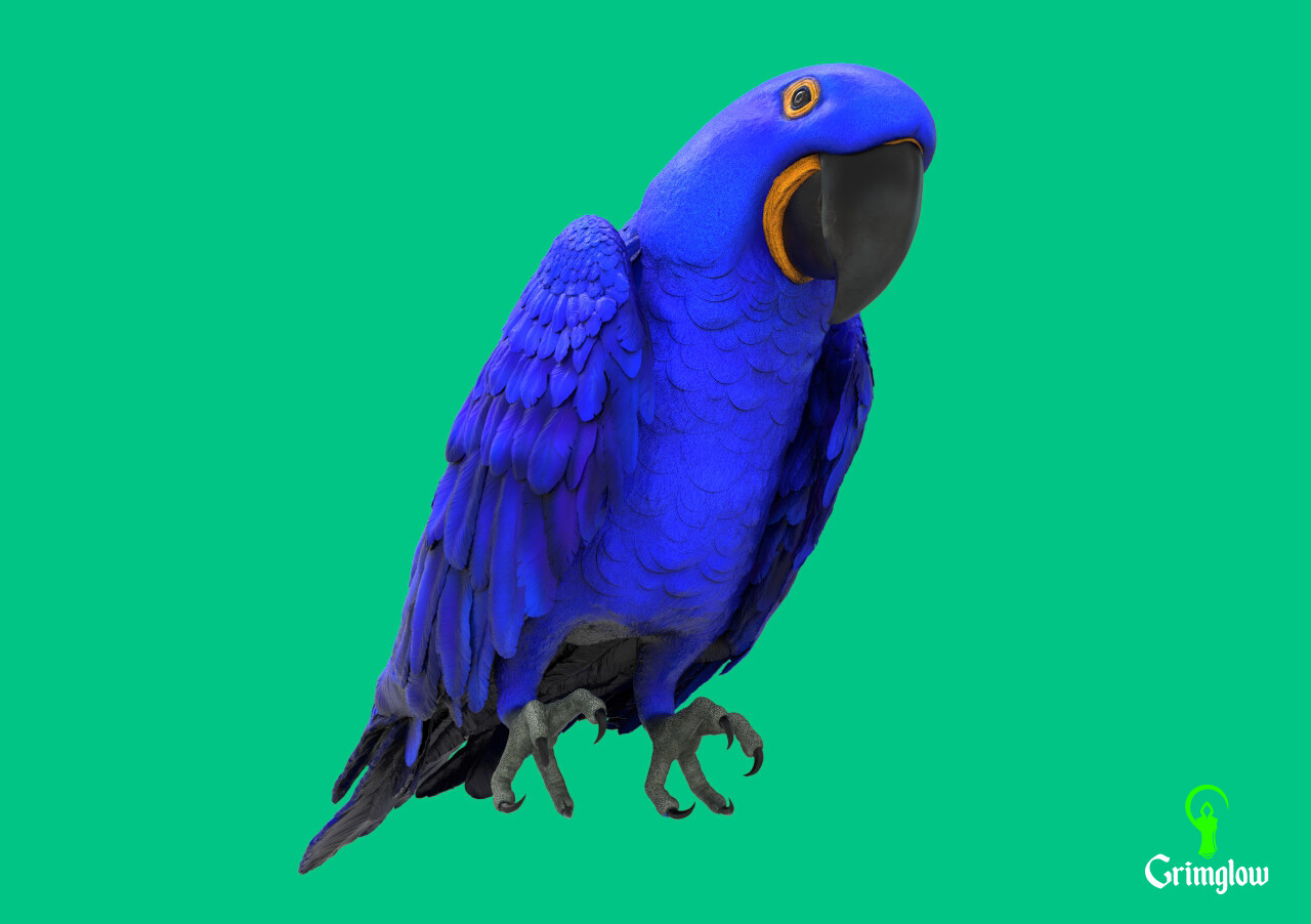 ArtStation - Hyacinth macaw | Resources