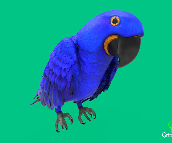 ArtStation - Hyacinth macaw | Resources
