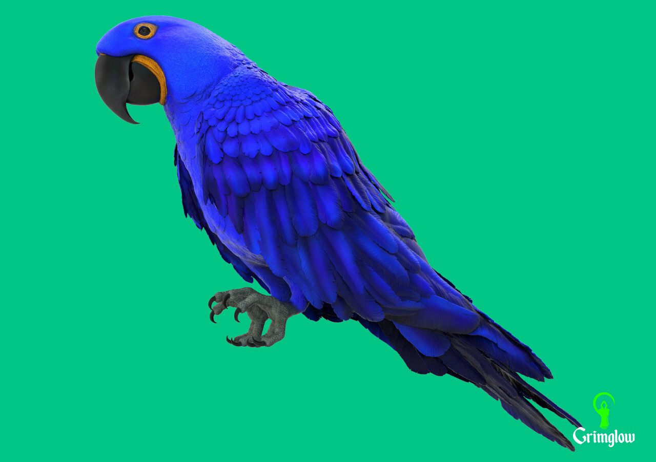 ArtStation - Hyacinth macaw | Resources