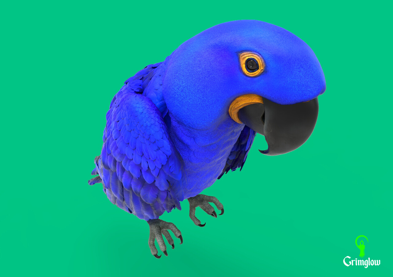 ArtStation - Hyacinth macaw | Resources
