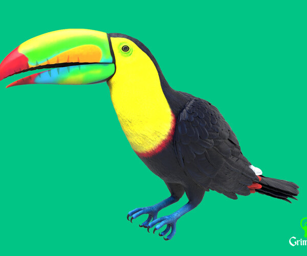 ArtStation - Keel-billed Toucan | Resources