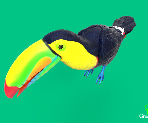 ArtStation - Keel-billed Toucan | Resources