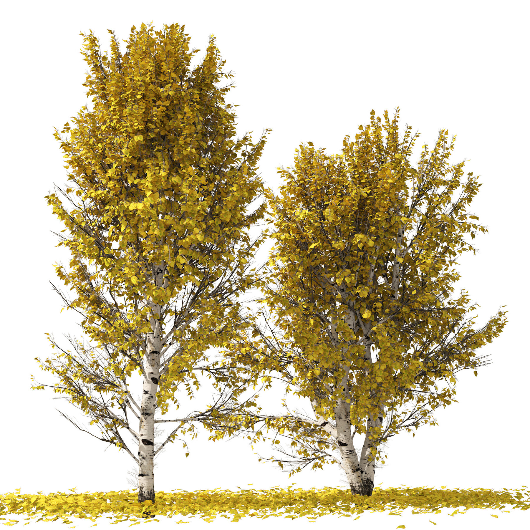 ArtStation - Fall Paper birch Trees | Resources