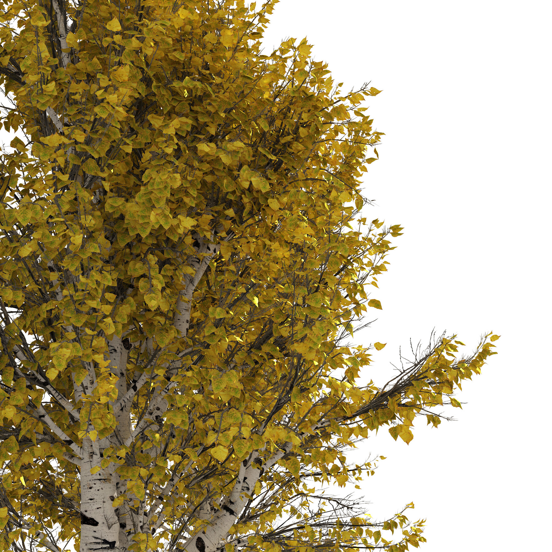 ArtStation - Fall Paper birch Trees | Resources