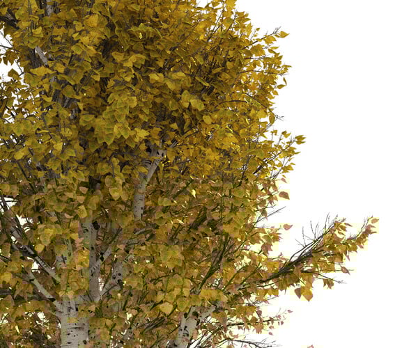 ArtStation - Fall Paper birch Trees | Resources