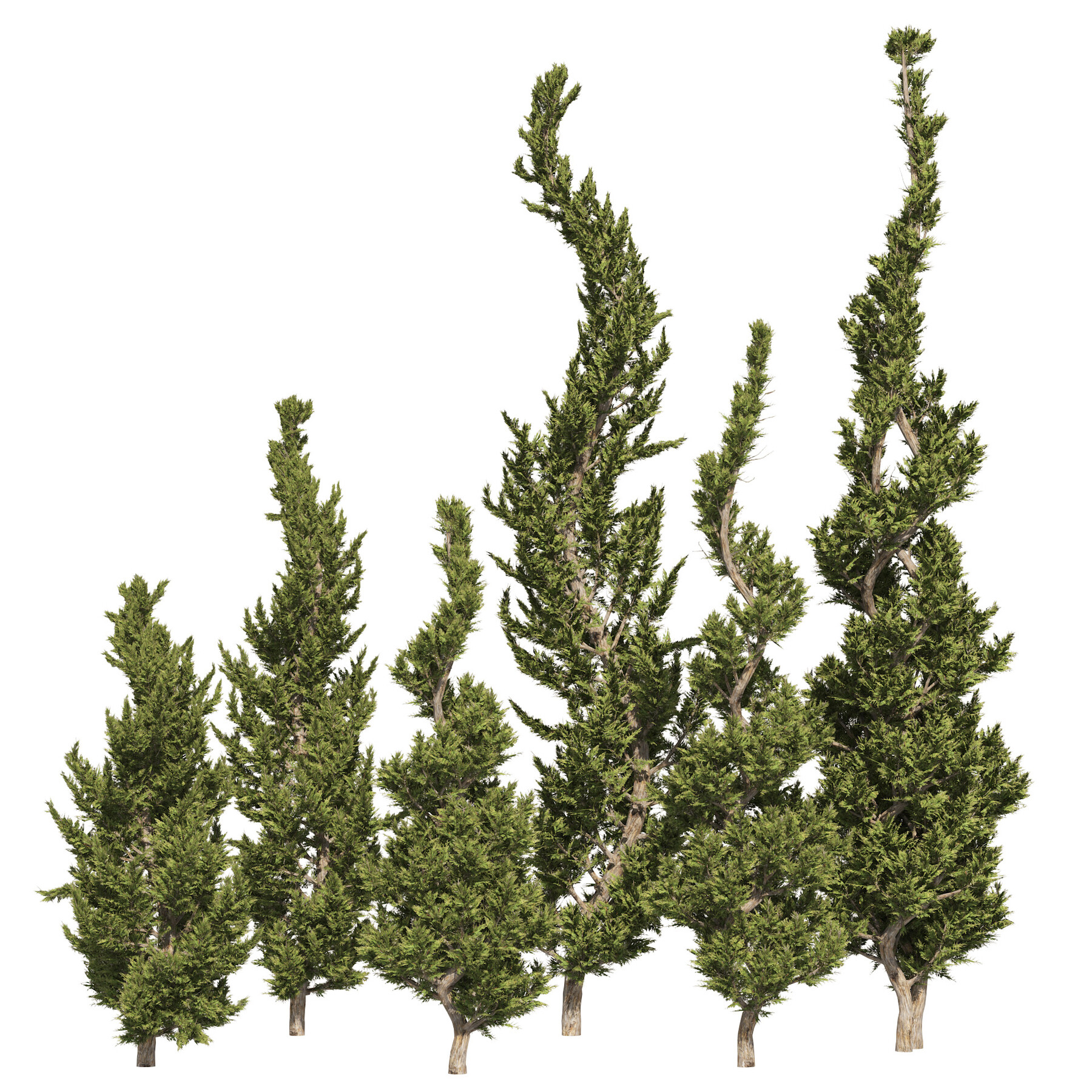 ArtStation - 6 conifer topiary trees | Resources