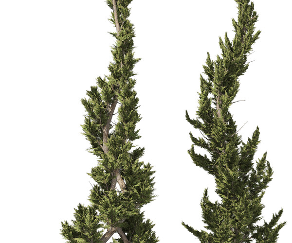 ArtStation - 6 conifer topiary trees | Resources