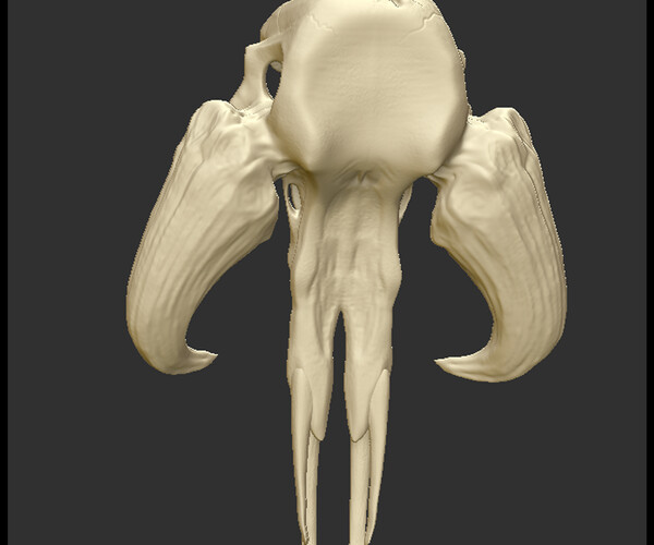 ArtStation - Mandolorian Mythosaur Skull | Resources