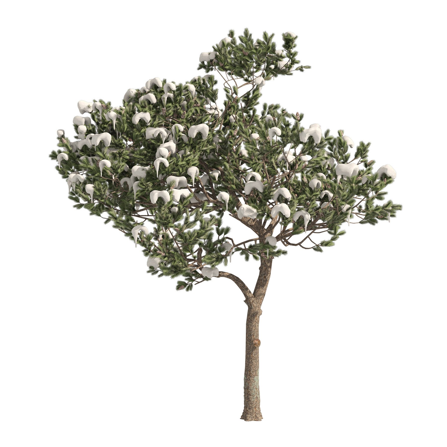 ArtStation - Winter & Summer Pinus Pinea Trees | Resources