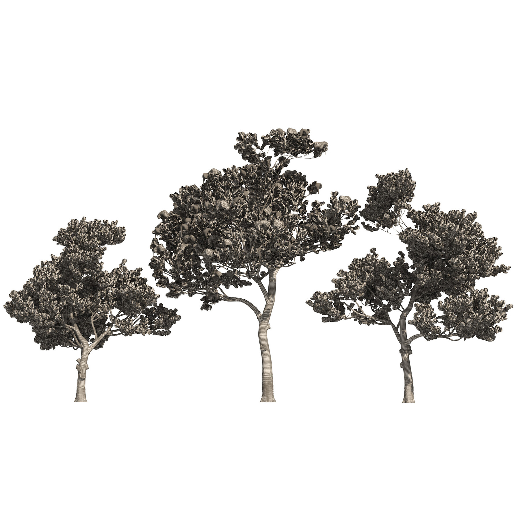 ArtStation - Winter & Summer Pinus Pinea Trees | Resources