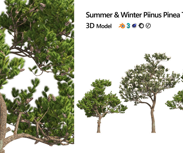 ArtStation - Winter & Summer Pinus Pinea Trees | Resources