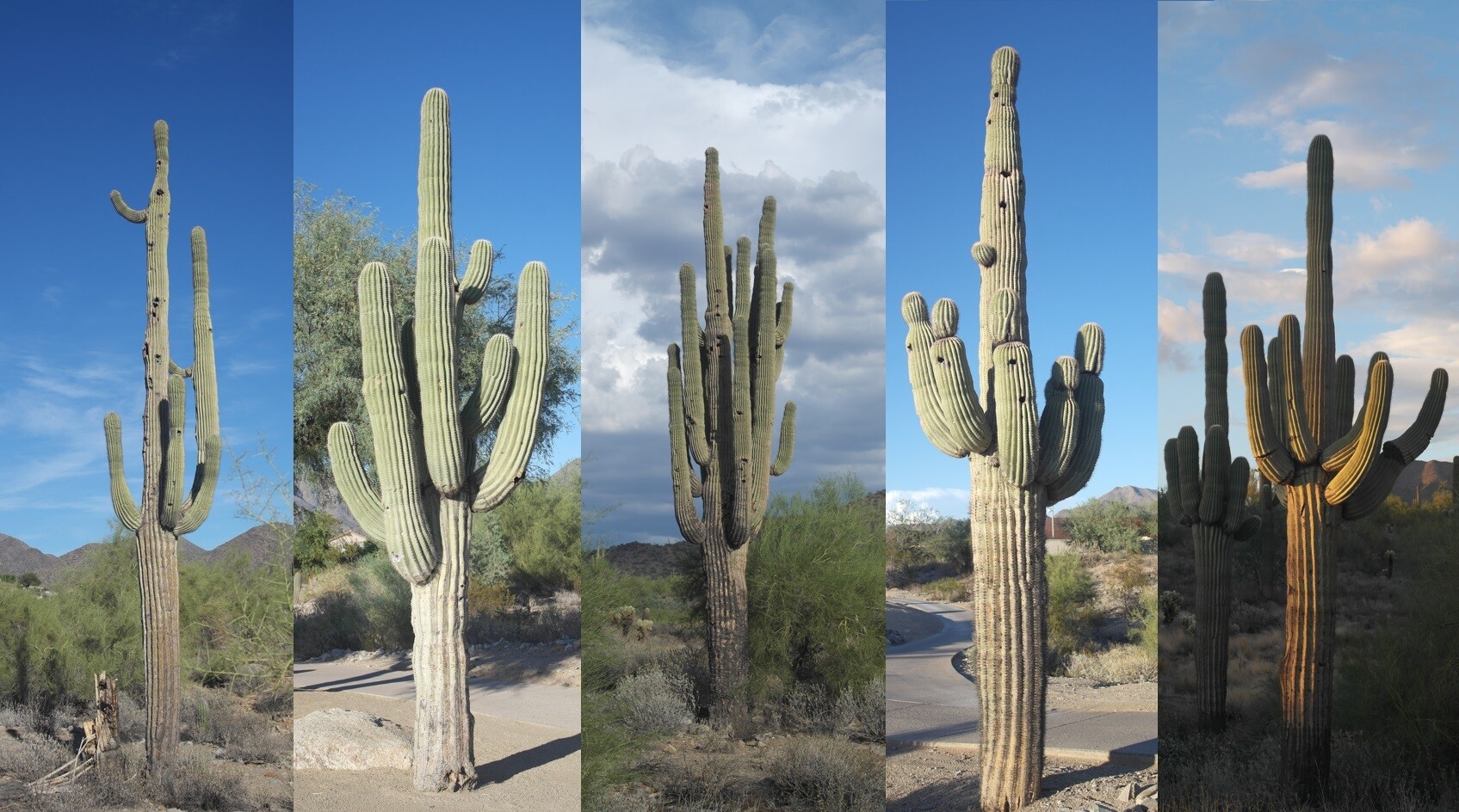 ArtStation - Giant Cactus Valley 800+ Photo Reference Pictures | Resources