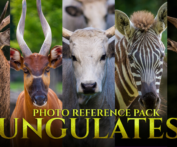 ArtStation - Ungulates - Reference Photo Pack For Artists 417 JPEGs ...