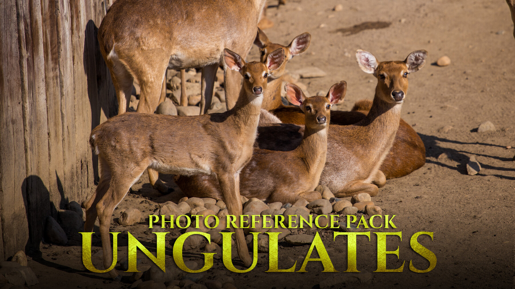 ArtStation - Ungulates - Reference Photo Pack For Artists 417 JPEGs ...