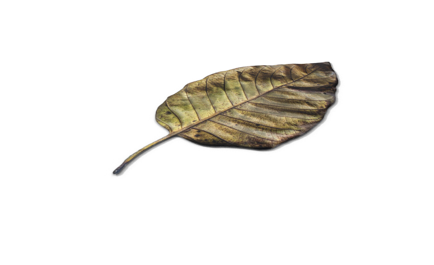 ArtStation - 20 Leaf Material With Alpha Pack | Resources