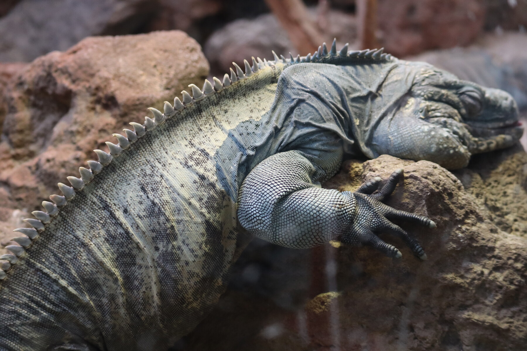 ArtStation - Reptile and Amphibian Reference Pack - 483 images | Resources