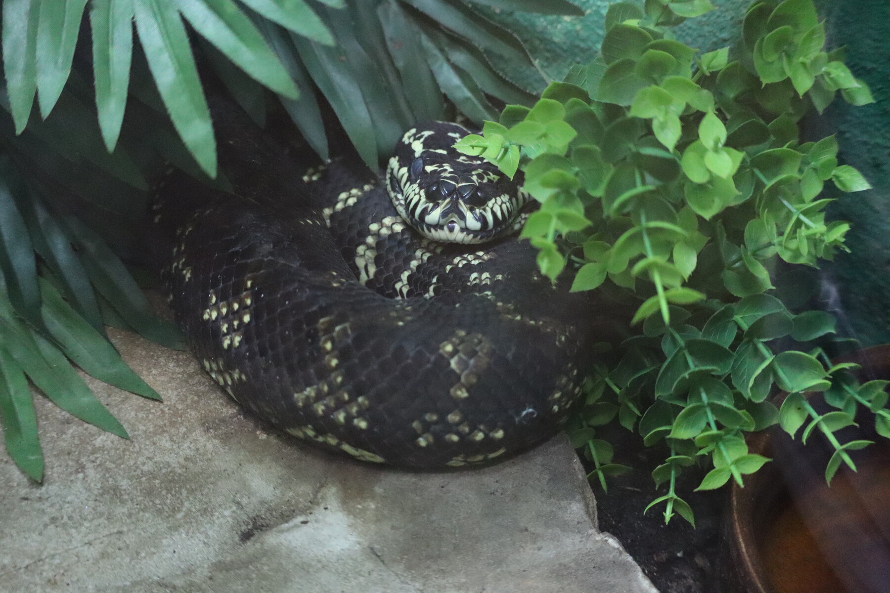 ArtStation - Reptile and Amphibian Reference Pack - 483 images | Resources