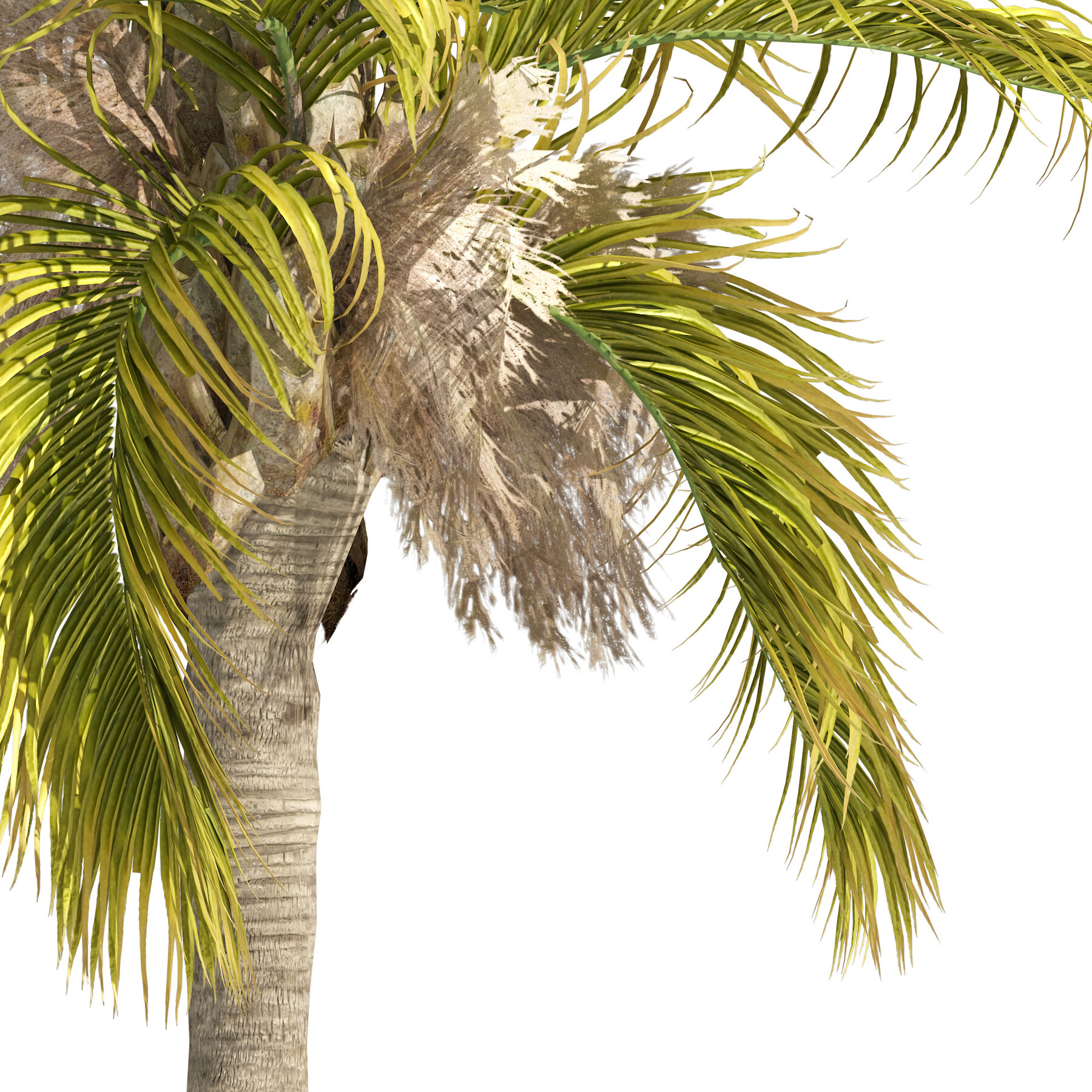 ArtStation - Cocos Palm Trees | Resources