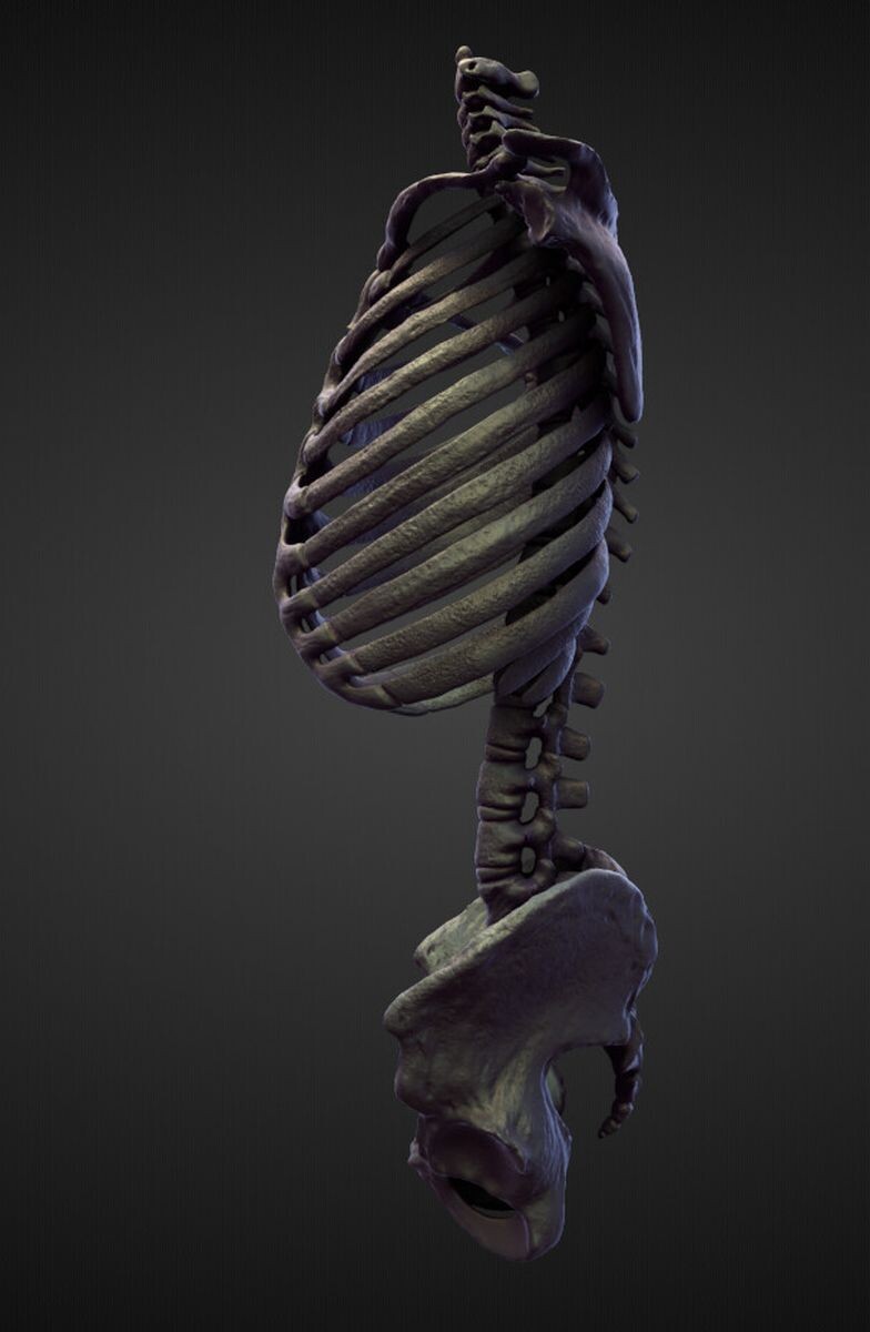 ArtStation - TORSO20 high poly sculpt | Resources