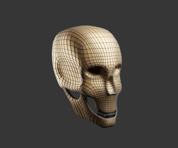ArtStation - Skull 3D Model | Resources