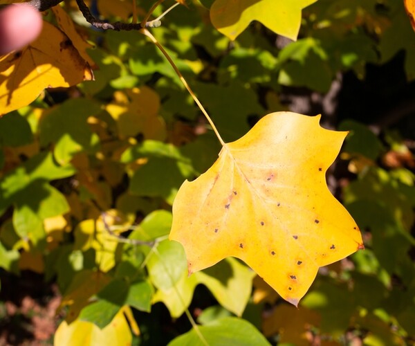 ArtStation - 350+ Photo Reference Pack: Autumn Day, Girl, Orange ...