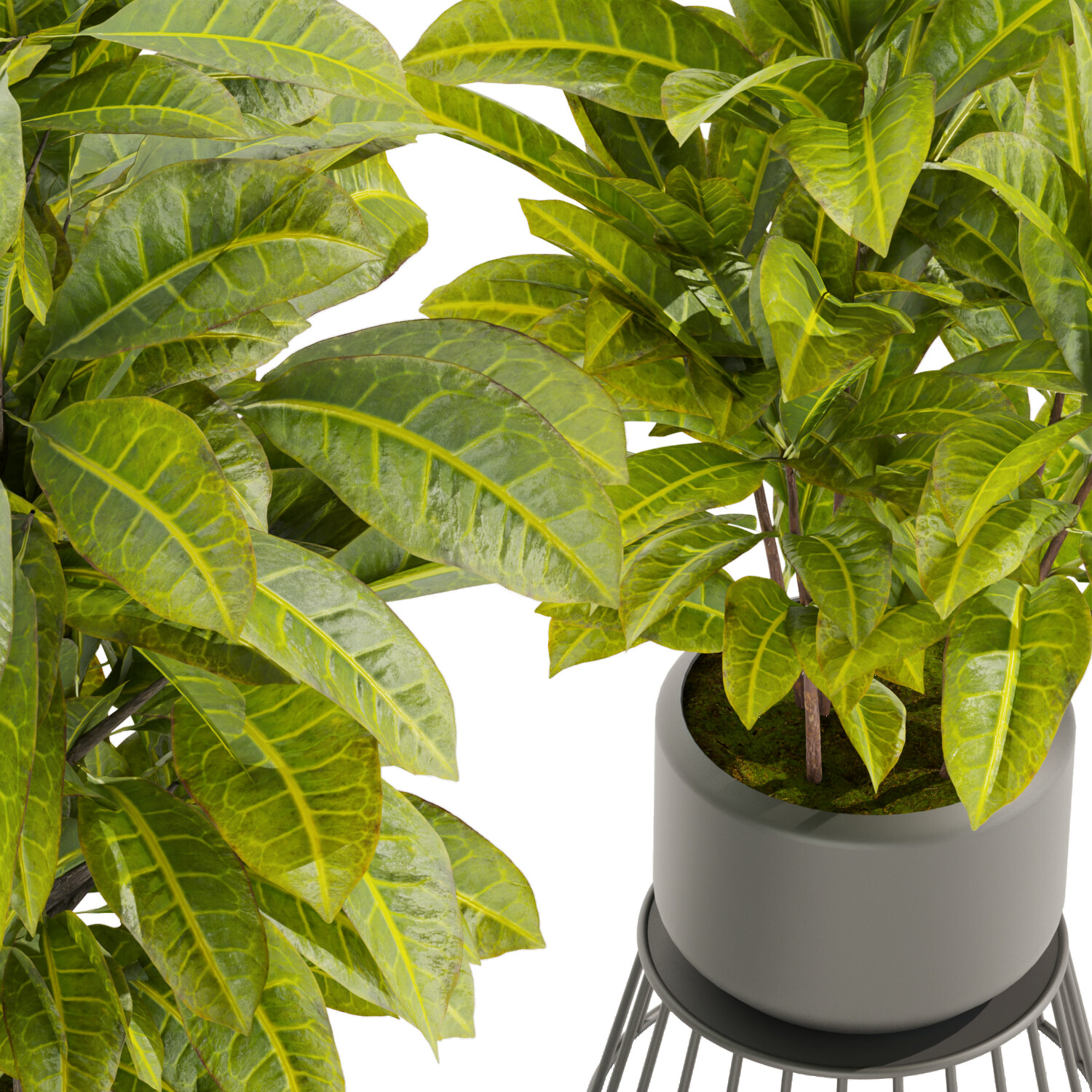 ArtStation - Collection plant vol 393 - indoor - leaf - pot - Croton - blender - 3dmax - cinema ...