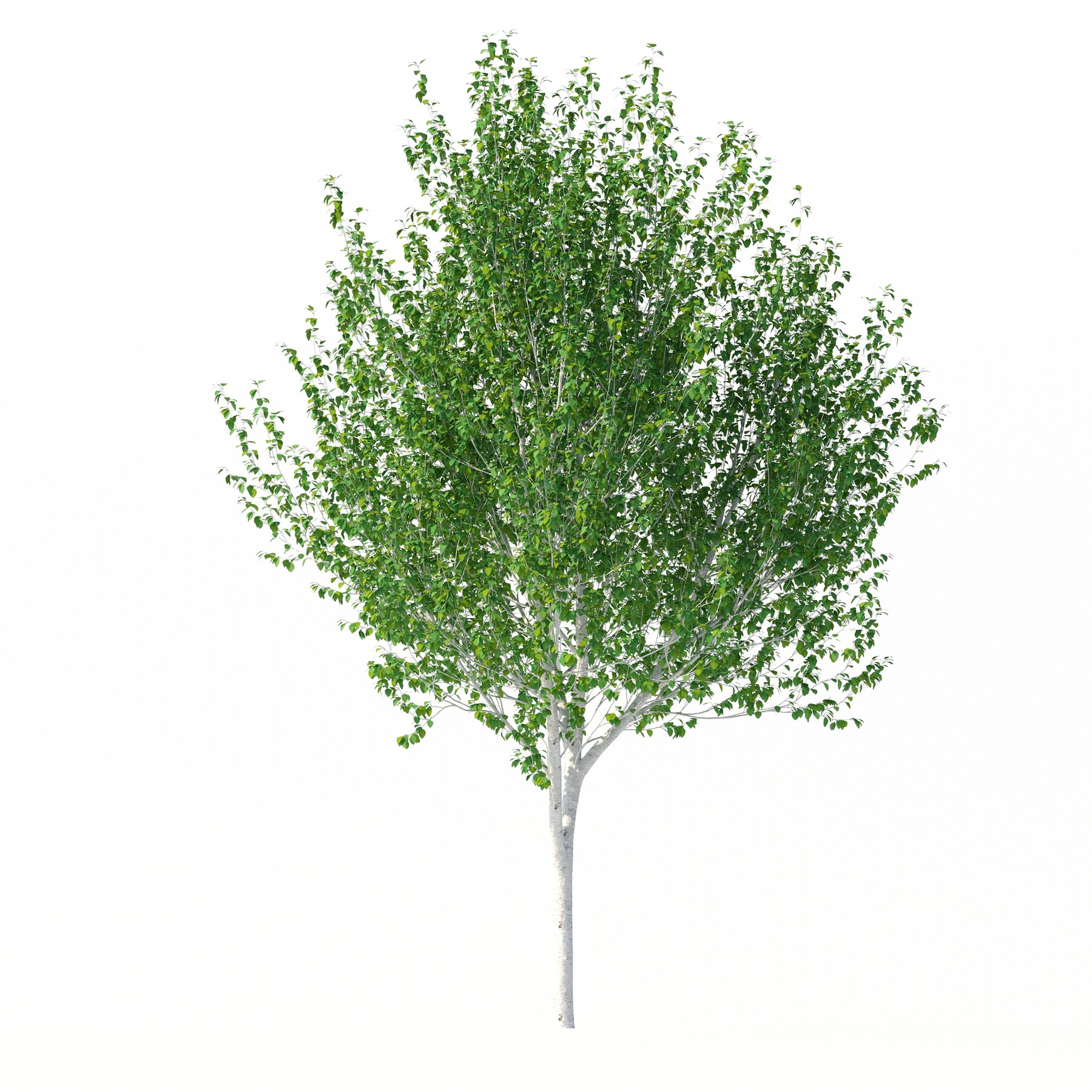 ArtStation - Tree-Betula Utilis No 1 | Resources