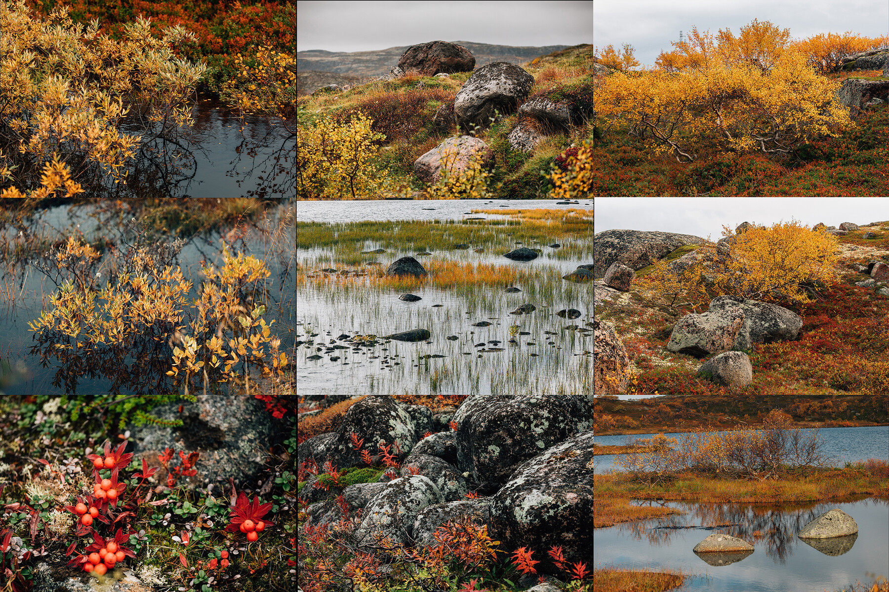 ArtStation - 1300+ Tundra Nature Reference Pictures | Resources