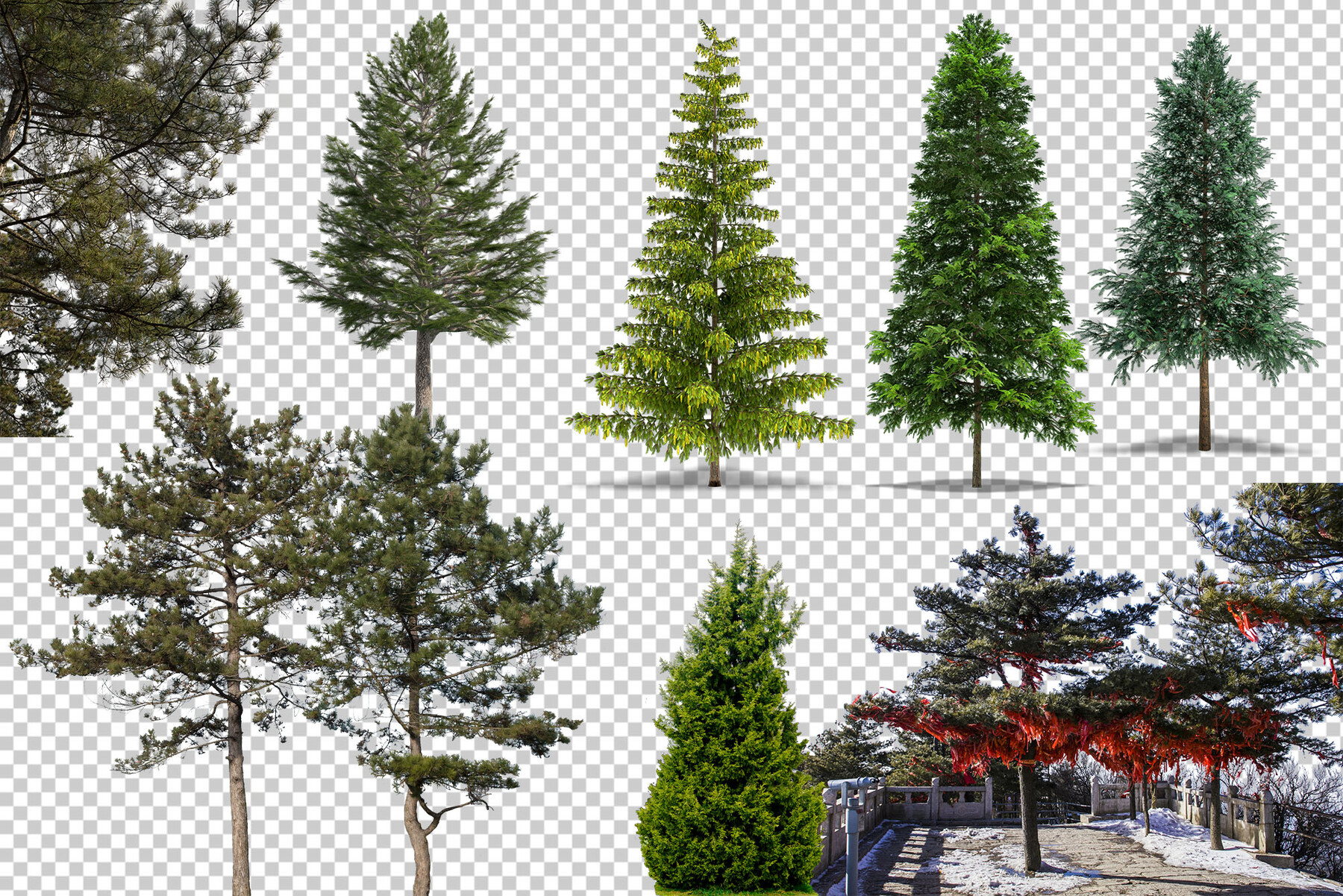 ArtStation - 50 Conifer Branches Tress Clipart, Digital Tree Cut Out ...