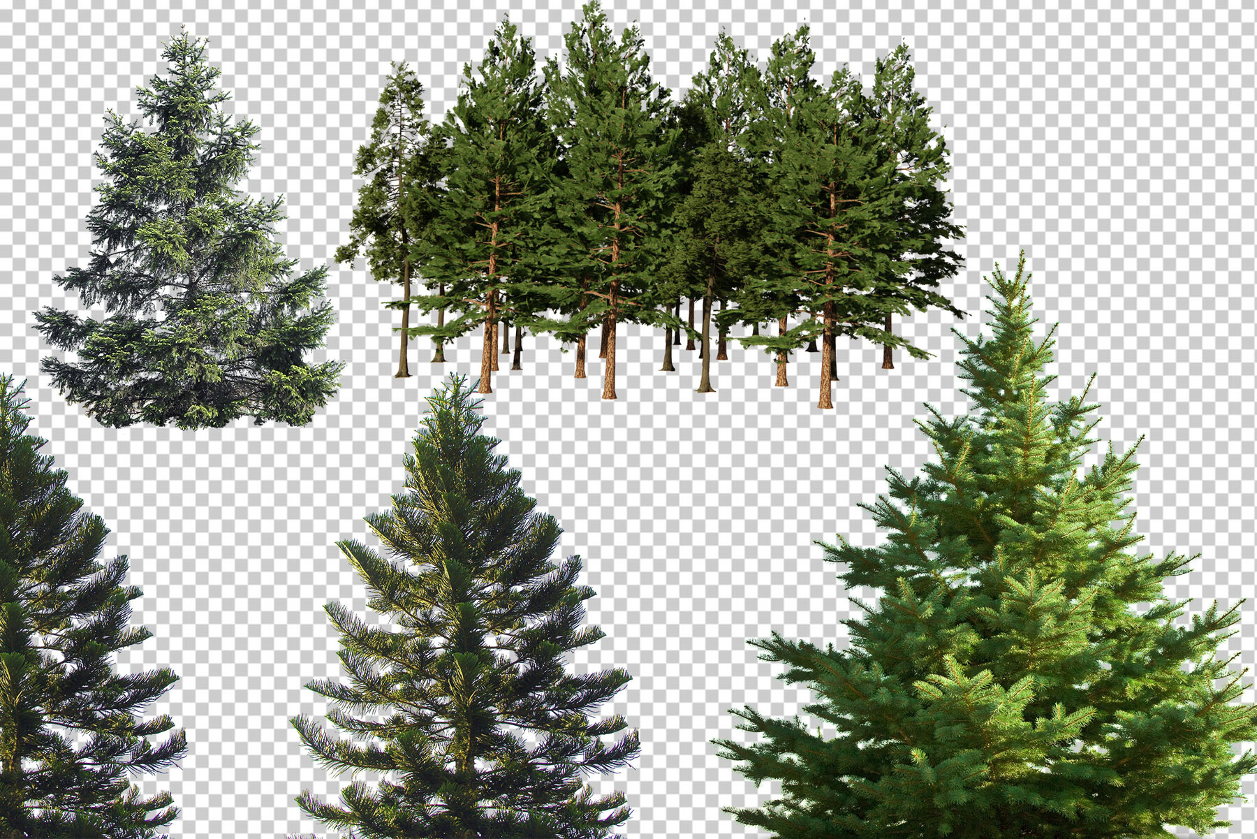 ArtStation - 50 Conifer Branches Tress Clipart, Digital Tree Cut Out ...