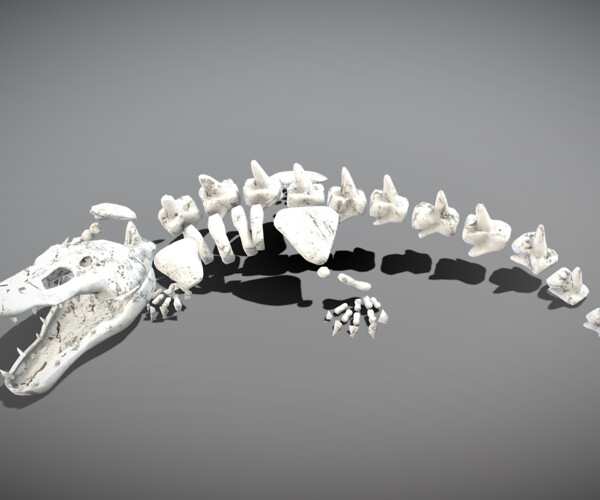 ArtStation - Crocodile Skeleton | Game Assets